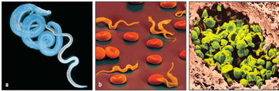 fundamentals of immunology (as informed by microbial pathogens)